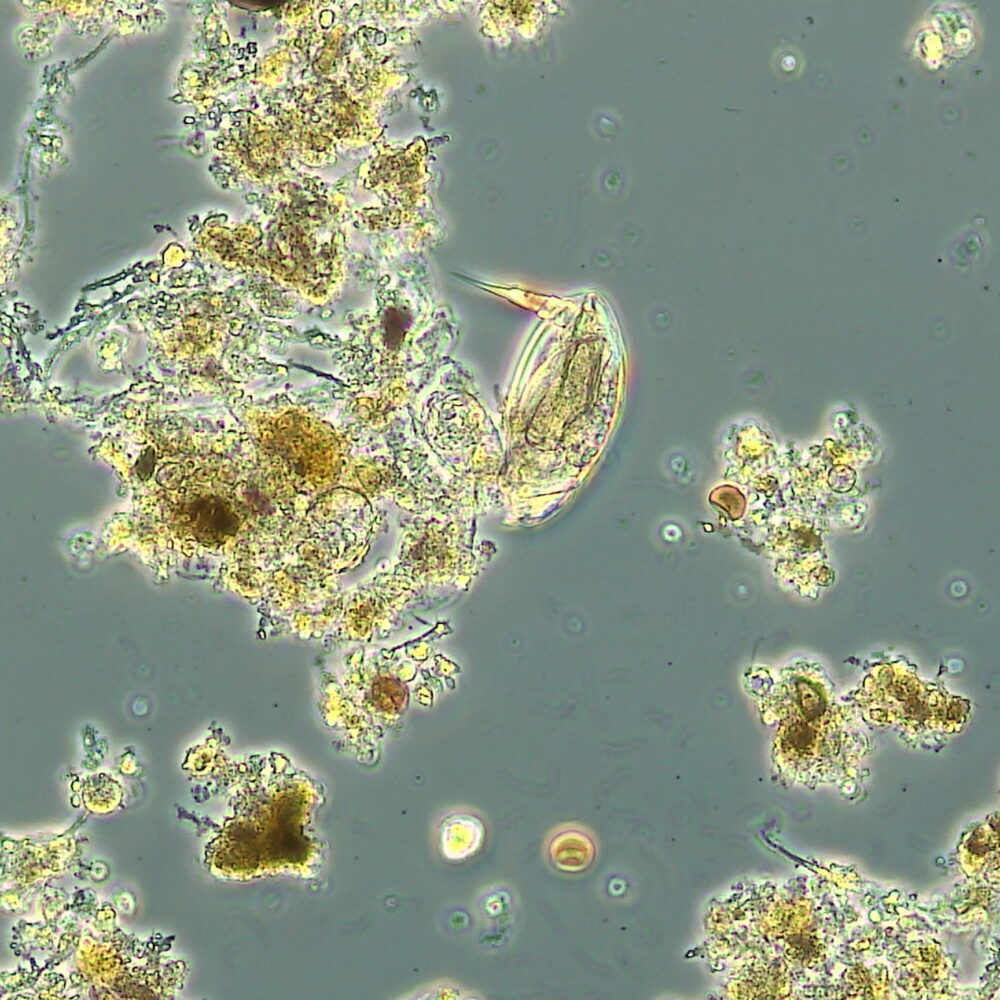 Rotatoria – Feralco WaterLab