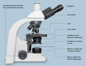 Basics of Microscopy – Feralco WaterLab